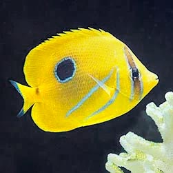 Chaetodon bennetti - Monaco Nature Encyclopedia