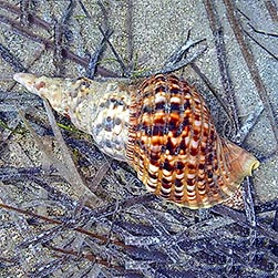 Charonia variegata - Monaco Nature Encyclopedia