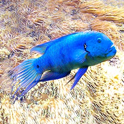 Cheilinus lunulatus - Monaco Nature Encyclopedia