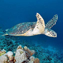 Chelonia mydas - Monaco Nature Encyclopedia