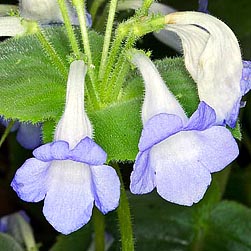 Chirita lavandulacea - Monaco Nature Encyclopedia