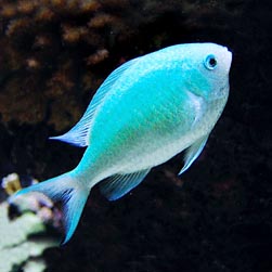 Chromis viridis - Monaco Nature Encyclopedia