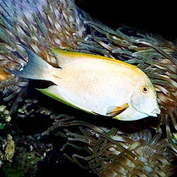 Ctenochaetus striatus - Monaco Nature Encyclopedia