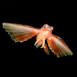 Dactylopterus volitans - Monaco Nature Encyclopedia