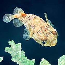 Diodontidae Archivi - Monaco Nature Encyclopedia