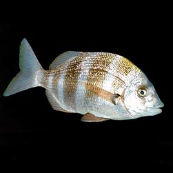 Diplodus cervinus - Monaco Nature Encyclopedia
