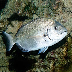 Diplodus sargus - Monaco Nature Encyclopedia