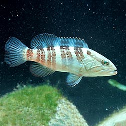 Epinephelus aeneus - Monaco Nature Encyclopedia