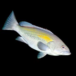 Epinephelus costae - Monaco Nature Encyclopedia