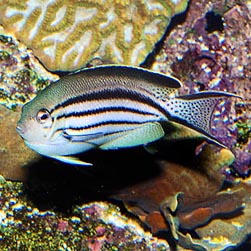 Lamarck Angelfish