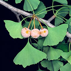 Ginkgo biloba - Monaco Nature Encyclopedia