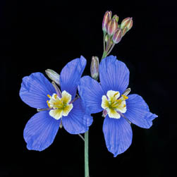 Heliophila coronopifolia - Monaco Nature Encyclopedia