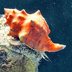 Hexaplex trunculus - Monaco Nature Encyclopedia