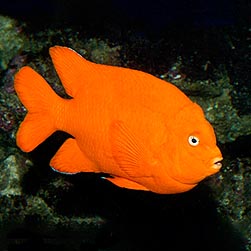 Hypsypops rubicundus - Monaco Nature Encyclopedia