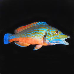 Labrus mixtus - Monaco Nature Encyclopedia