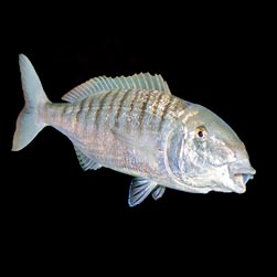 Lithognathus mormyrus - Monaco Nature Encyclopedia