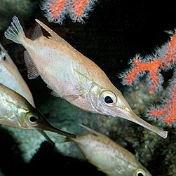Macroramphosus scolopax - Monaco Nature Encyclopedia