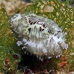 Monetaria moneta - Monaco Nature Encyclopedia