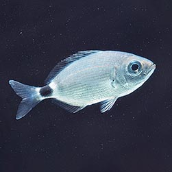Oblada melanura - Monaco Nature Encyclopedia