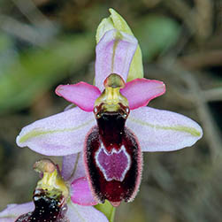 Ophrys bertolonii - Monaco Nature Encyclopedia