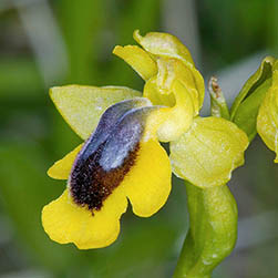 Ophrys lutea - Monaco Nature Encyclopedia