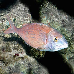 Pagellus erythrinus - Monaco Nature Encyclopedia
