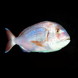 Pagrus pagrus - Monaco Nature Encyclopedia