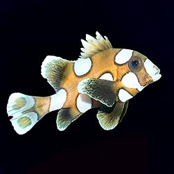Plectorhinchus chaetodonoides - Monaco Nature Encyclopedia