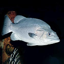 Polyprion americanus - Monaco Nature Encyclopedia