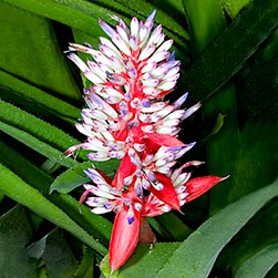 Portea petropolitana - Monaco Nature Encyclopedia