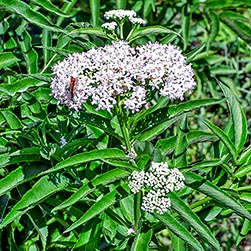 Sambucus ebulus - Monaco Nature Encyclopedia