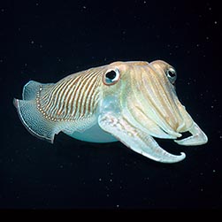 Sepiidae Archivi - Monaco Nature Encyclopedia