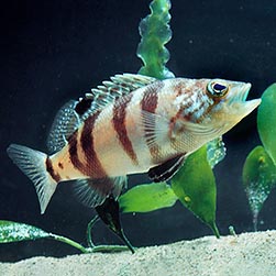 Serranus hepatus - Monaco Nature Encyclopedia