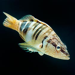 Serranus scriba - Monaco Nature Encyclopedia