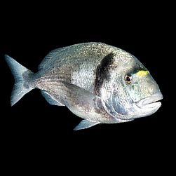 Sparus aurata - Monaco Nature Encyclopedia