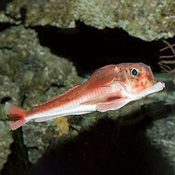 Trigla lyra - Monaco Nature Encyclopedia