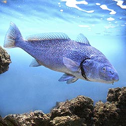 Umbrina cirrosa - Monaco Nature Encyclopedia