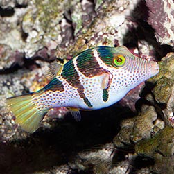 Canthigaster valentini - Monaco Nature Encyclopedia