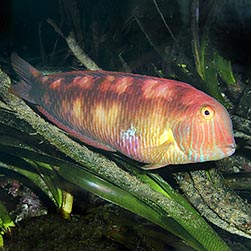 Xyrichtys novacula - Monaco Nature Encyclopedia