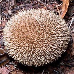 Lycoperdon echinatum - Monaco Nature Encyclopedia