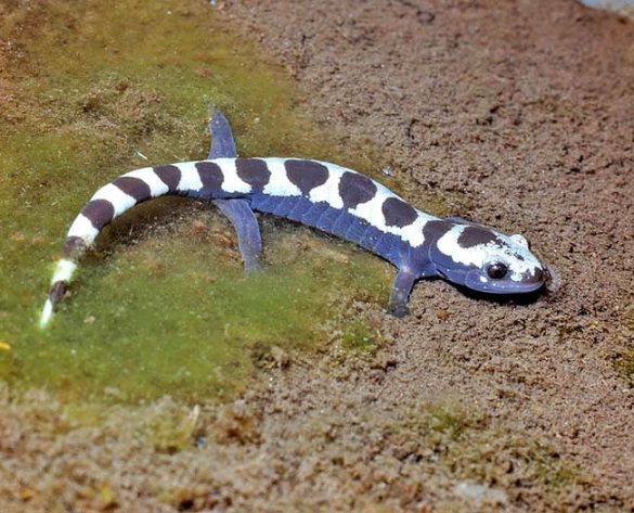 Ambystoma opacum - Monaco Nature Encyclopedia