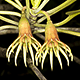 Rhizophoraceae - Monaco Nature Encyclopedia
