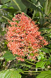 Clerodendrum paniculatum - Monaco Nature Encyclopedia