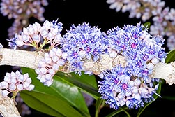 Memecylon umbellatum - Monaco Nature Encyclopedia