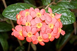 Rondeletia odorata - Monaco Nature Encyclopedia