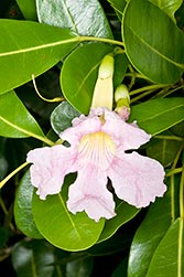 Tabebuia pallida - Monaco Nature Encyclopedia