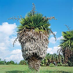 Copernicia macroglossa - Monaco Nature Encyclopedia