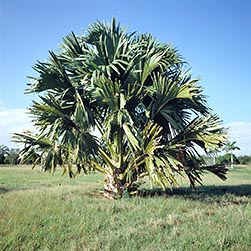 Corypha umbraculifera - Monaco Nature Encyclopedia