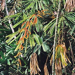 Licuala spinosa - Monaco Nature Encyclopedia