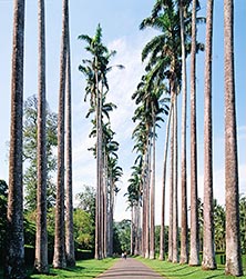 Roystonea oleracea - Monaco Nature Encyclopedia